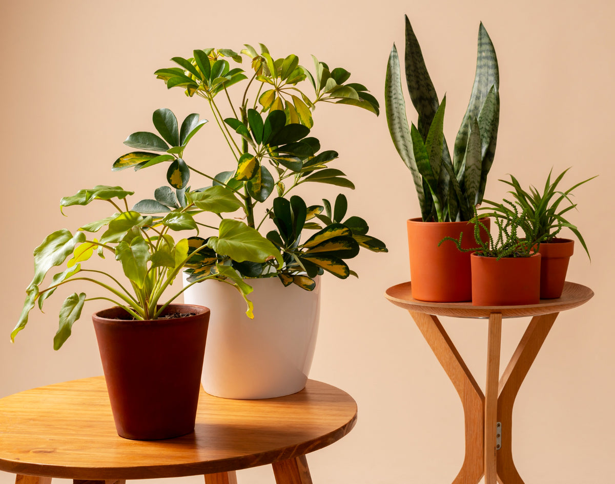 The Magic of Small Indoor Plants - Plant Studio – Plant Studio LLC