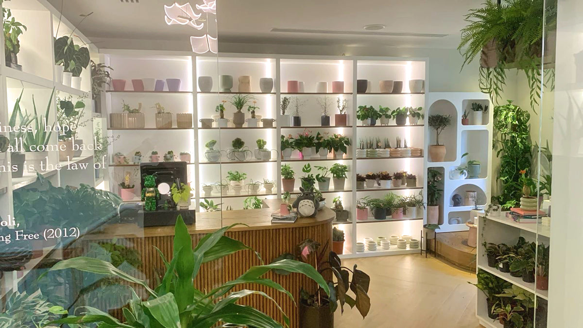 The Best Plant Shopping Guide You'll Ever Need! – Plant Studio LLC ...