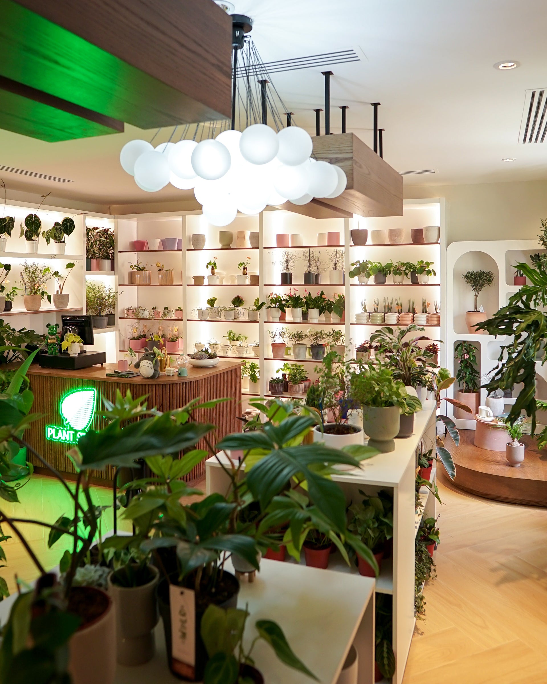 Best Online Plant Shop in Dubai | Plant Studio – Plant Studio LLC