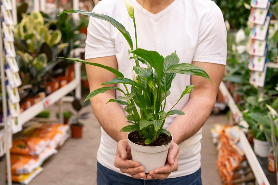 Adopt a Plant: Bringing Green Joy to Your Home – Plant Studio LLC
