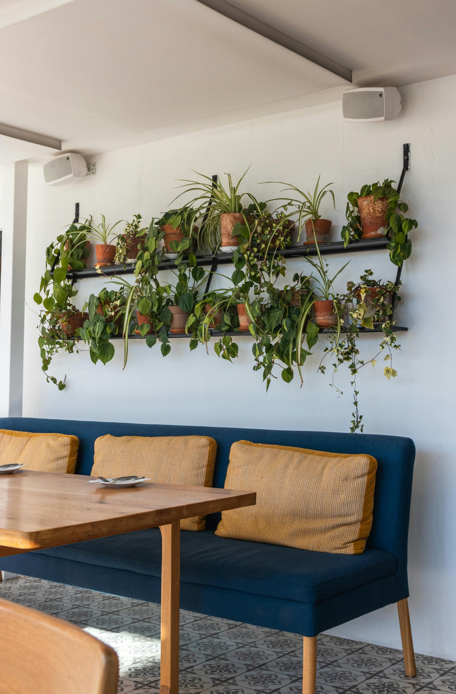 Indoor Plants in Abu Dhabi with Plant Studio – Plant Studio LLC