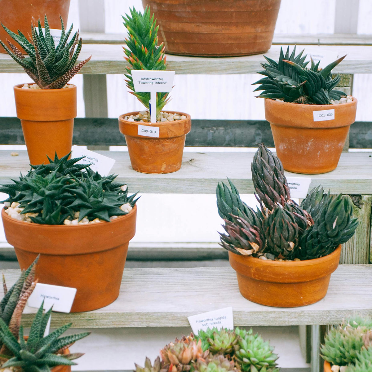 Guide to Plant Nurseries in Dubai | Plant Studio – Plant Studio LLC