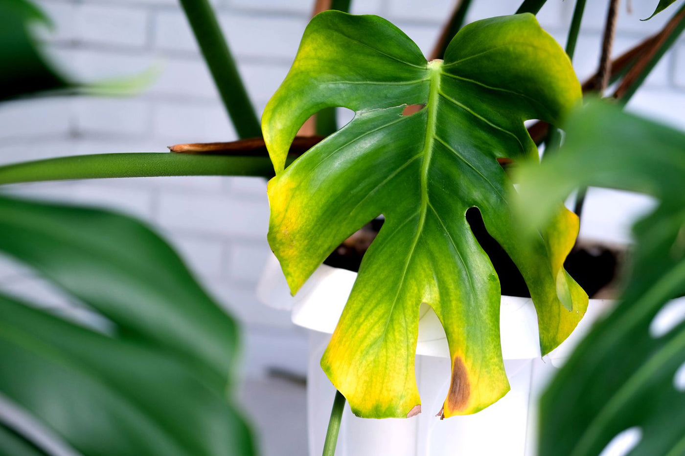Why Indoor Plants Turn Yellow and How to Revive Them – Plant Studio LLC