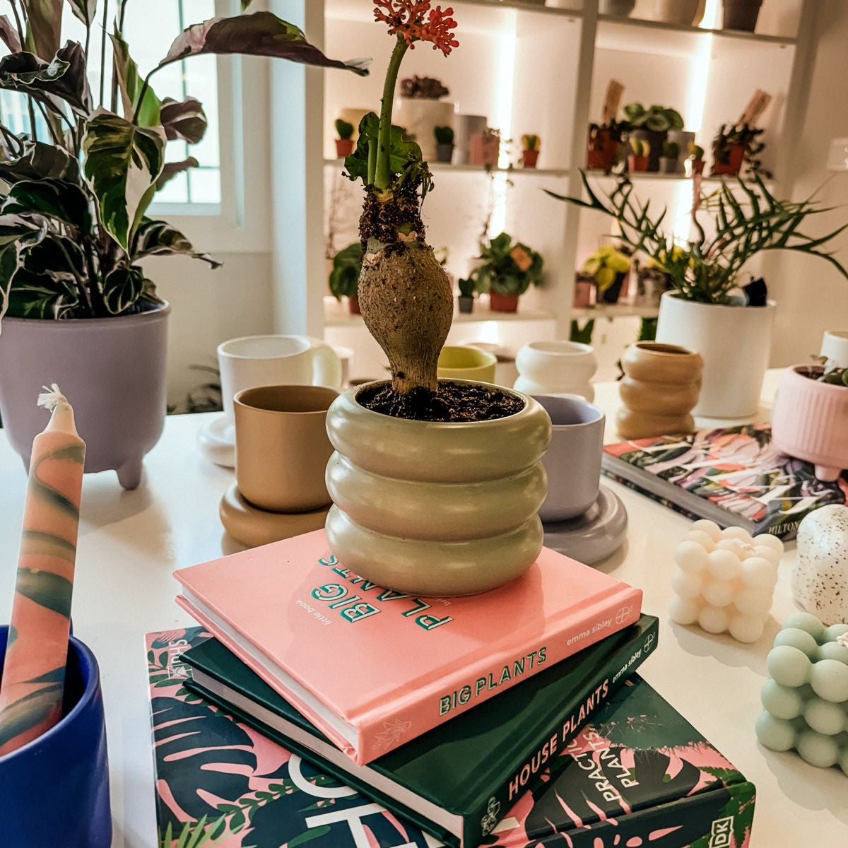 Books that are perfect for Plant parents | Plant Studio – Plant Studio LLC