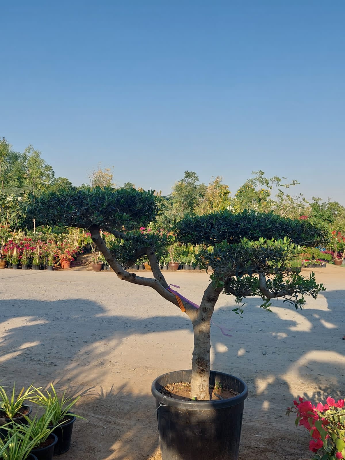 Olive Bonsai Tree 150-160cm – Plant Studio LLC | TRN 100565690300003