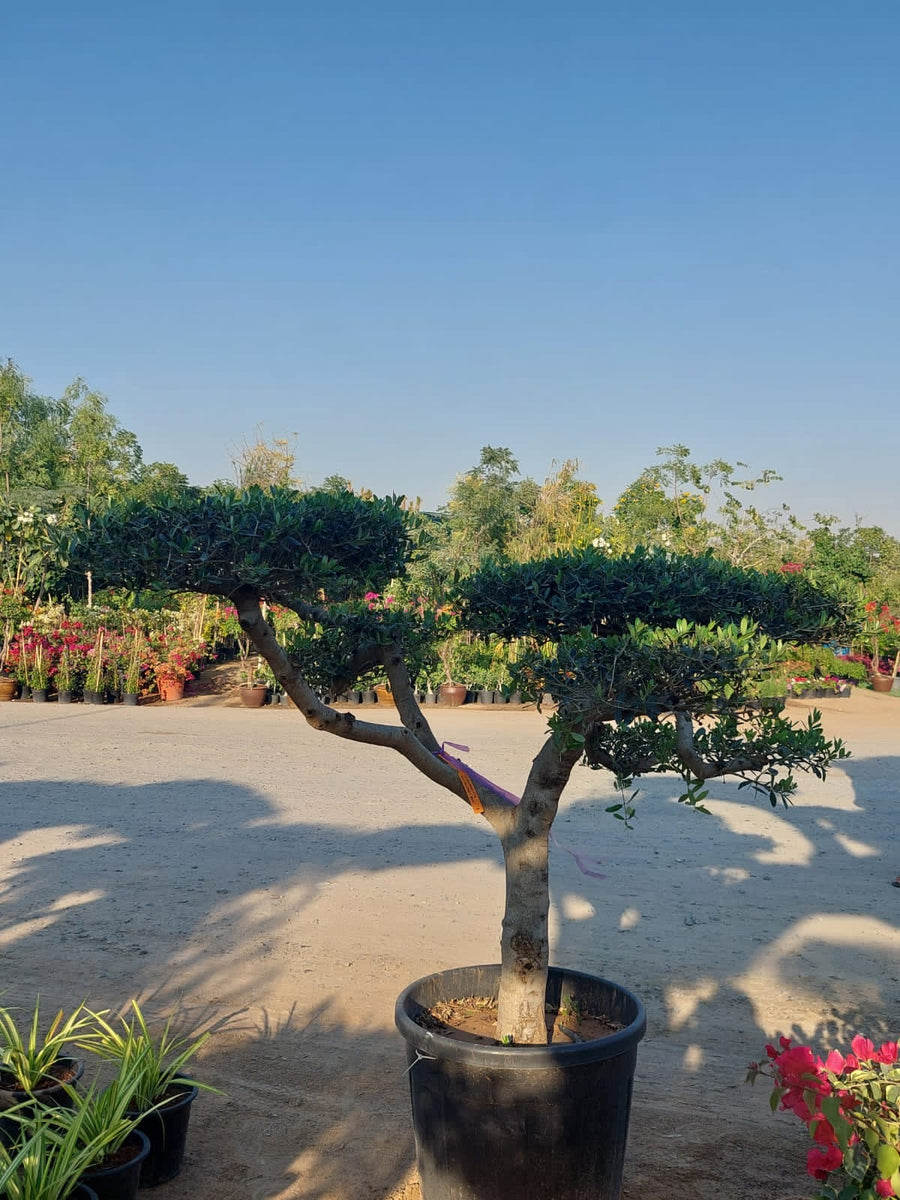 Olive Bonsai Tree 150-160cm – Plant Studio LLC | TRN 100565690300003