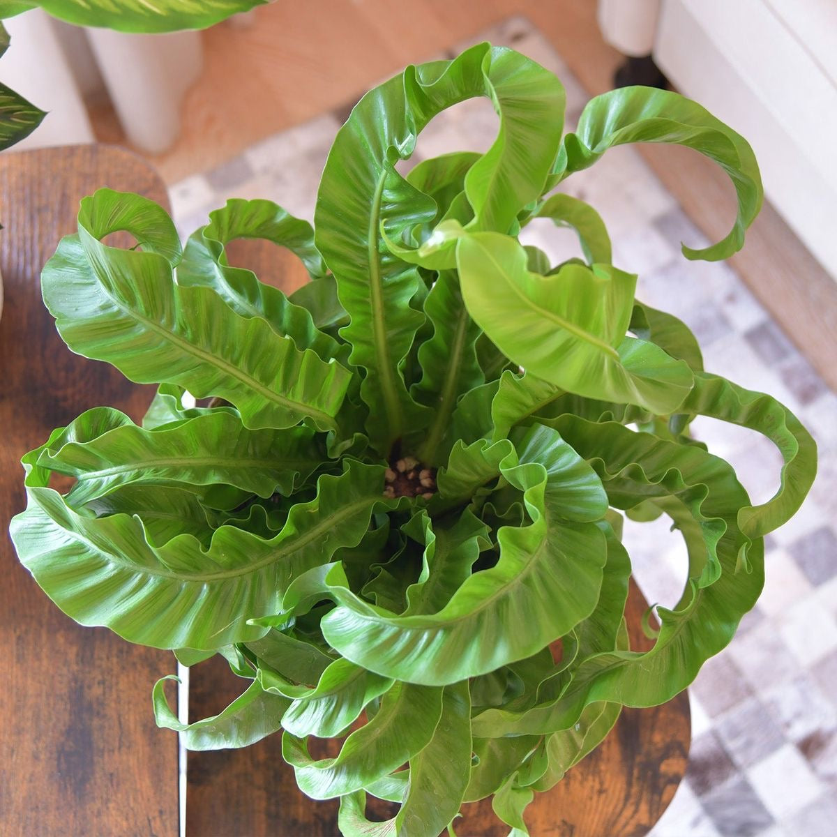 Asplenium Antiquum 'Hurricane' Twisted Bird's Nest Fern – Plant Studio LLC