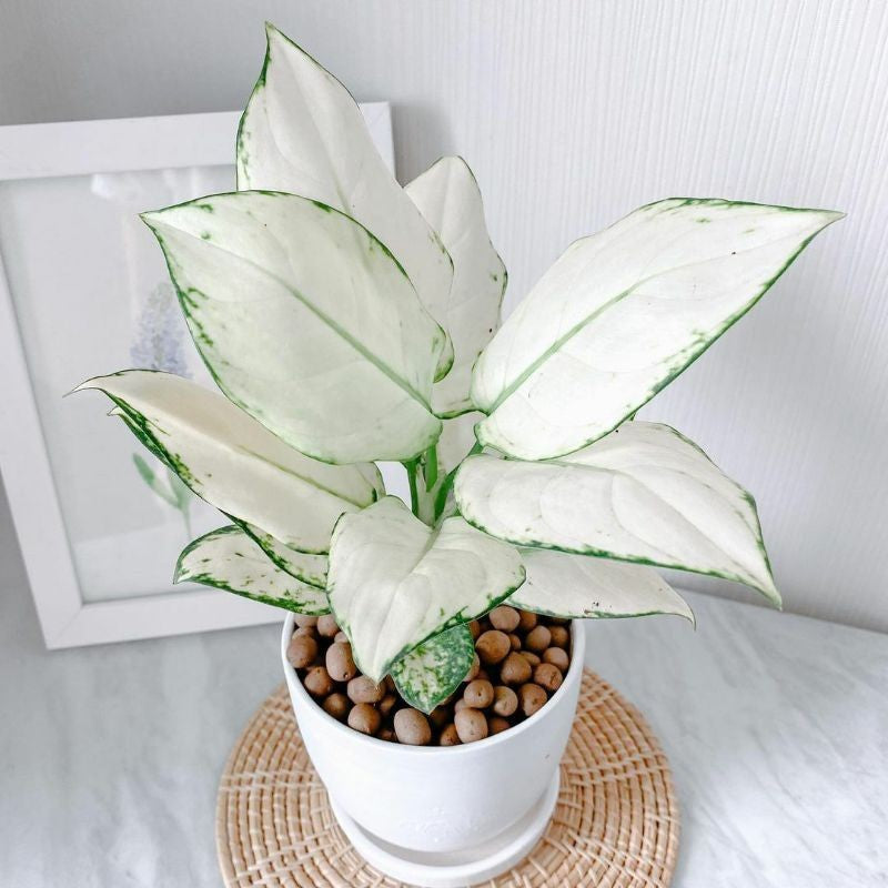Aglaonema White Diamond – Plant Studio LLC