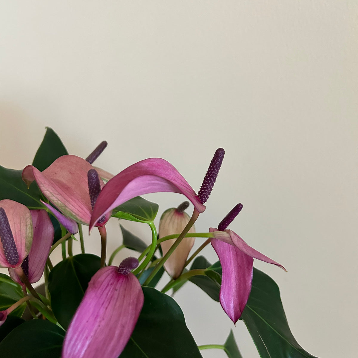 Anthurium Purple – Plant Studio LLC