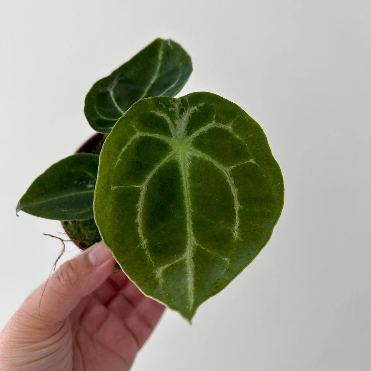 Rare Anthurium Forgetti – Plant Studio LLC