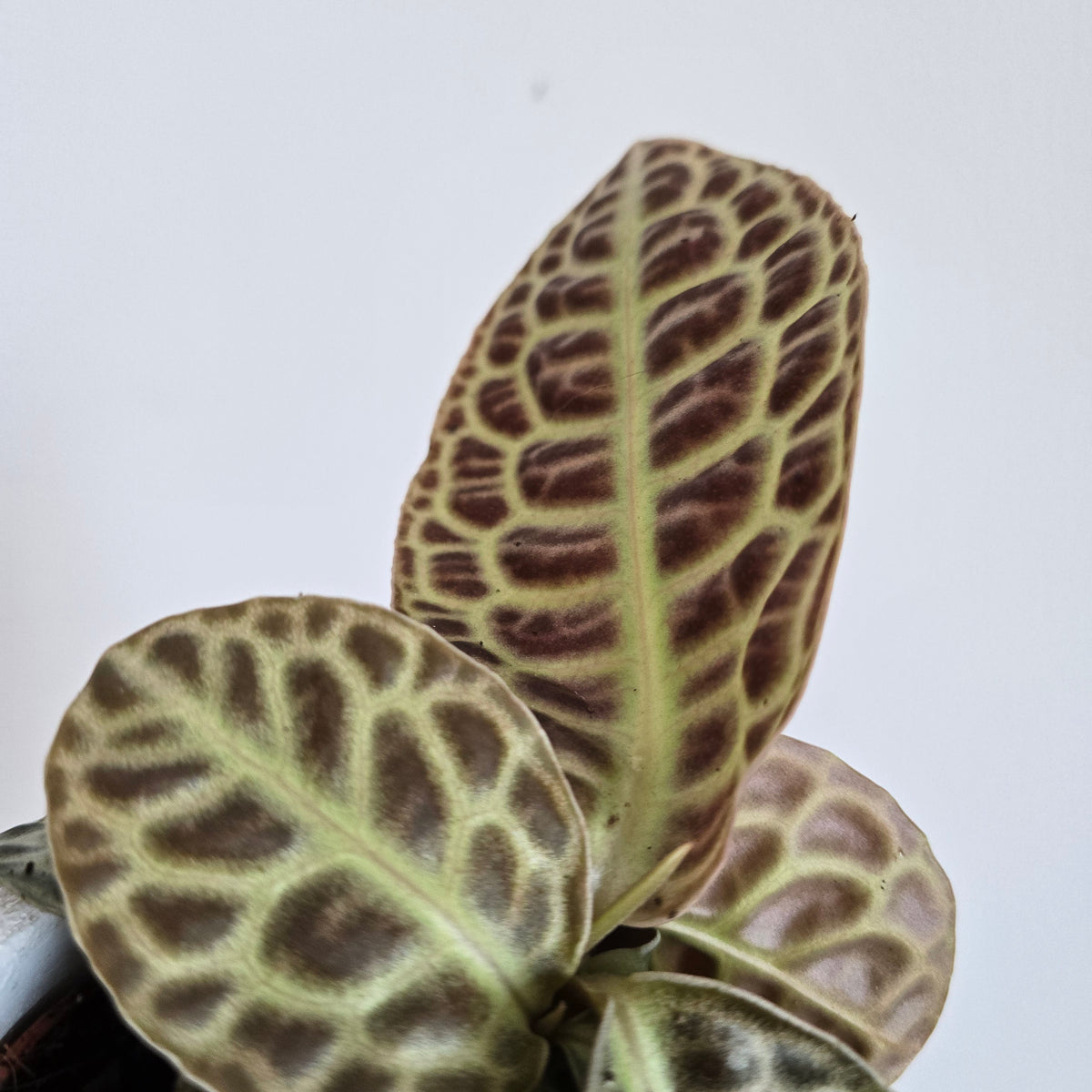 Labisia Turtle Back – Plant Studio LLC