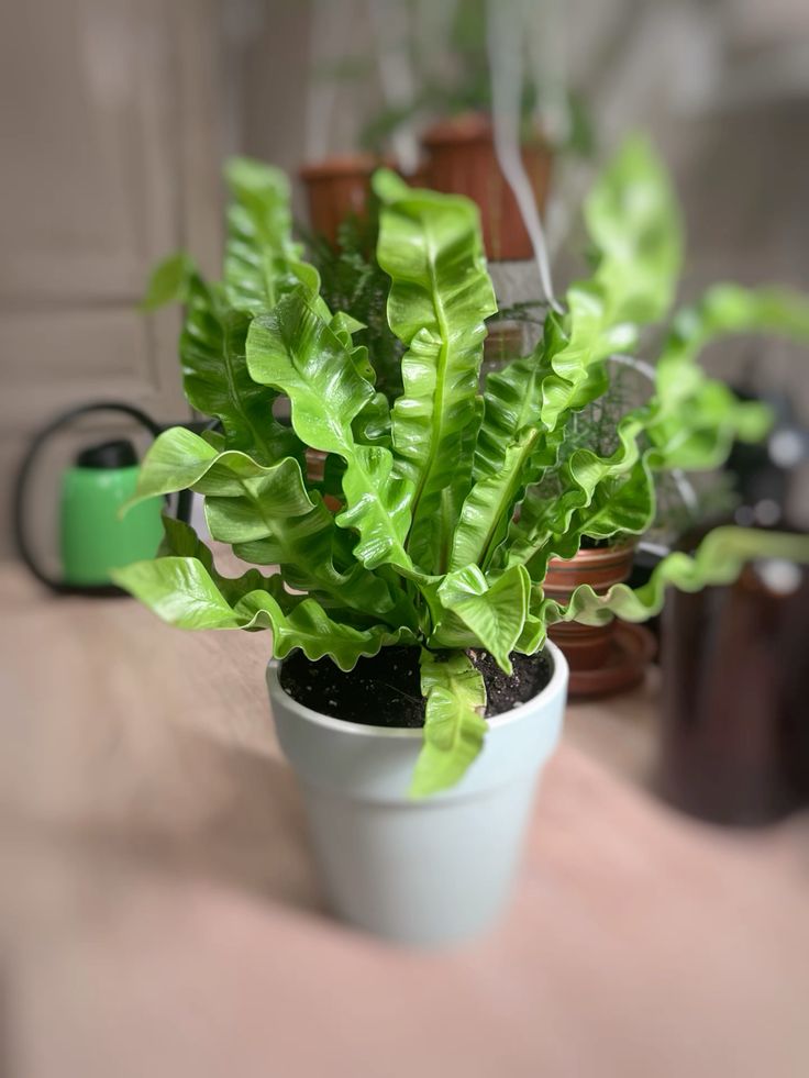 Asplenium Crispy Wave Fern – Plant Studio LLC