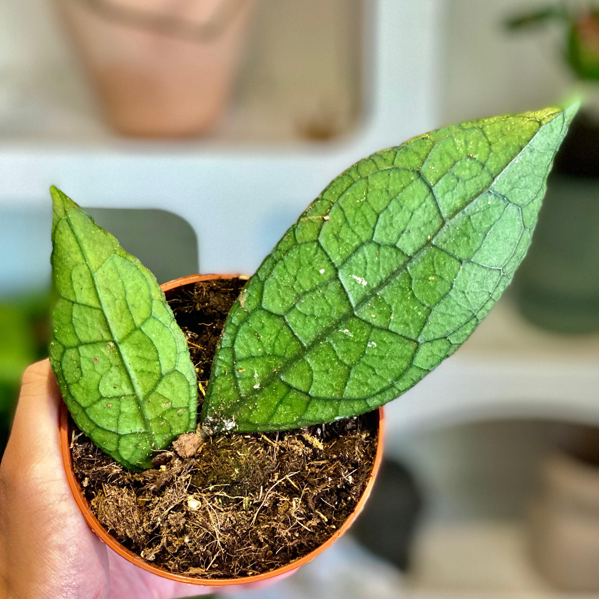 Hoya Clemensorium Sumatra – Plant Studio LLC