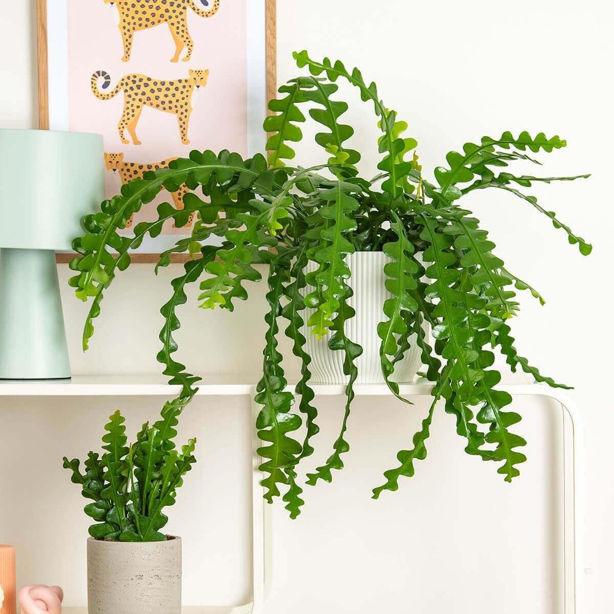 Epiphyllum Anguliger (Fishbone Cactus) – Plant Studio LLC