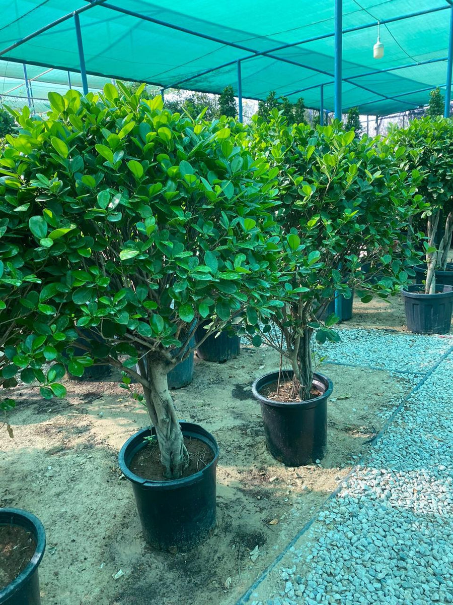 Ficus Panda Single Head – Plant Studio LLC