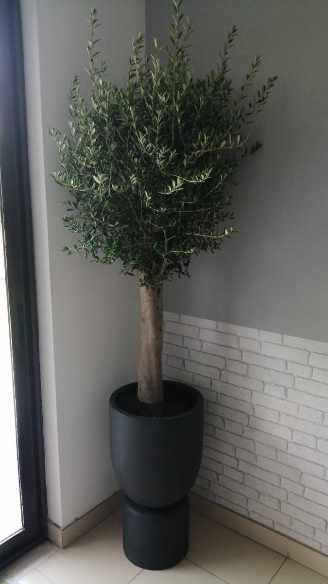 Olive Tree - Lollipop 150-160cm – Plant Studio LLC