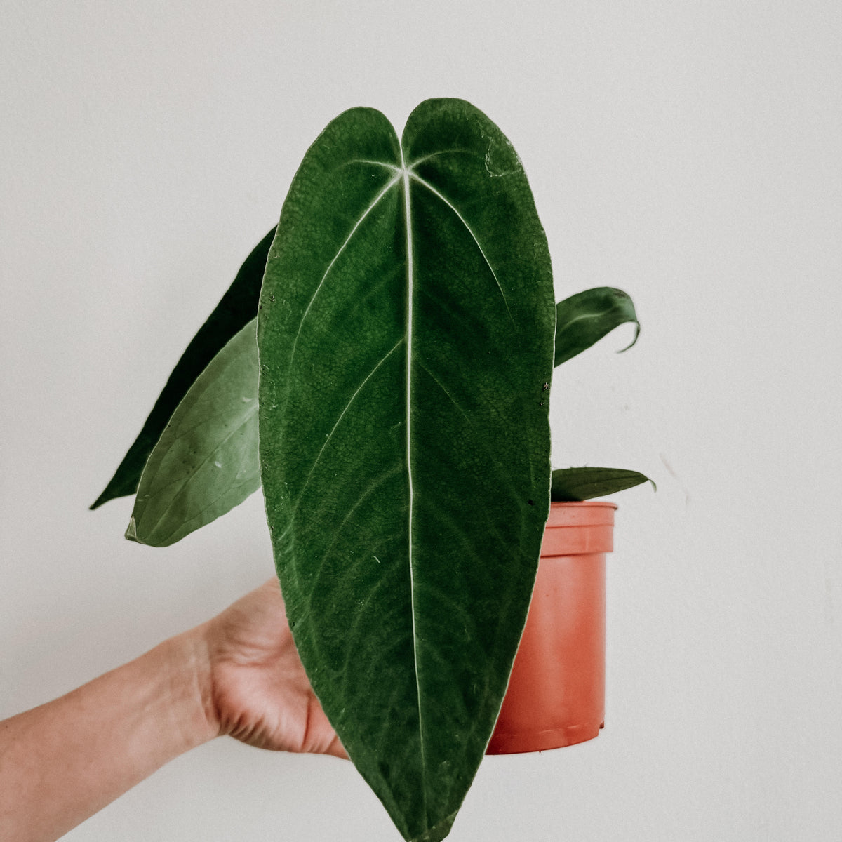 Anthurium Warocqueanum x Waterburyanum – Plant Studio LLC | TRN ...