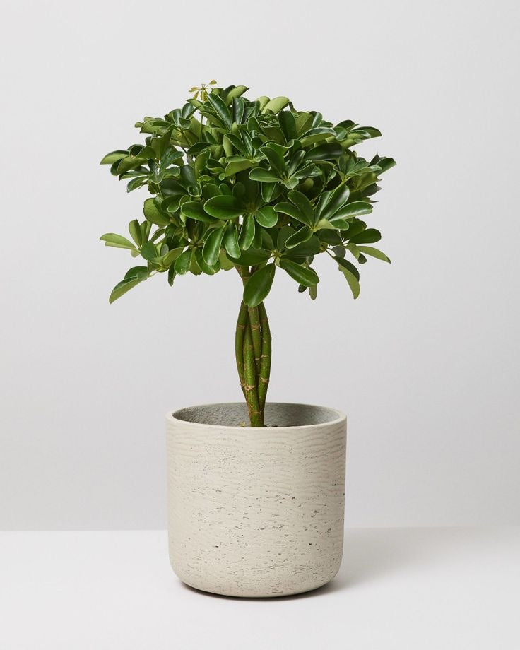 Schefflera Braided Trunk – Plant Studio LLC