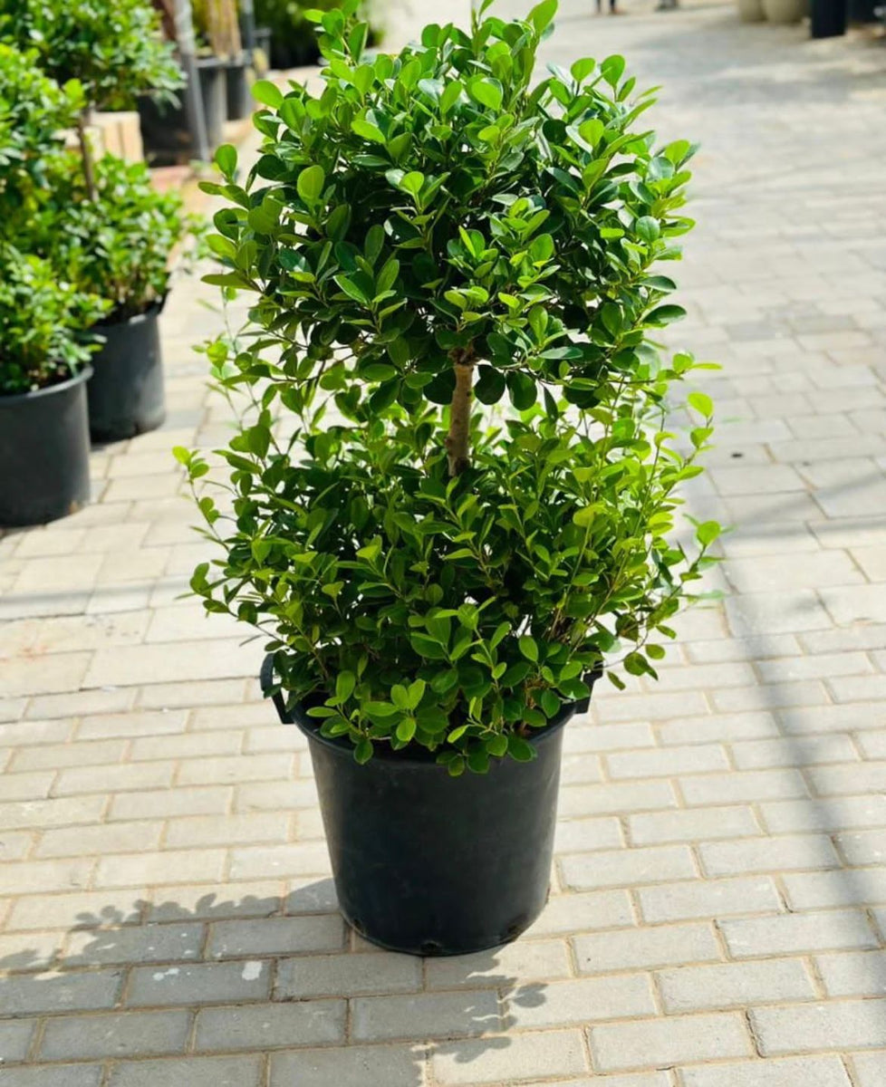 Ficus Panda Two Heads 90- 100cm – Plant Studio LLC