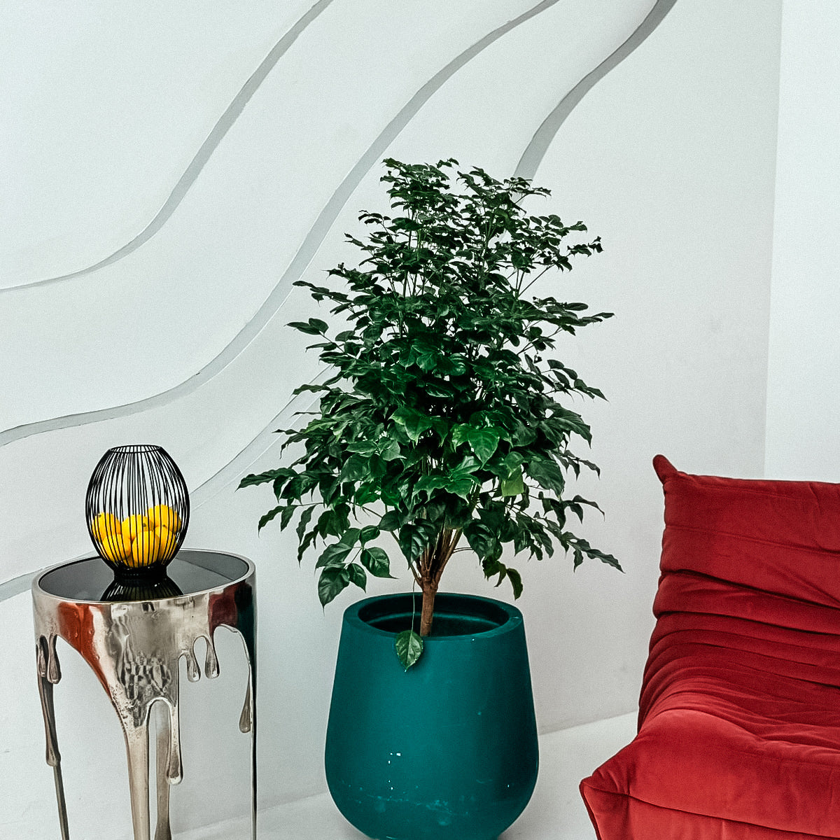 Radermachera Sinica – Plant Studio LLC