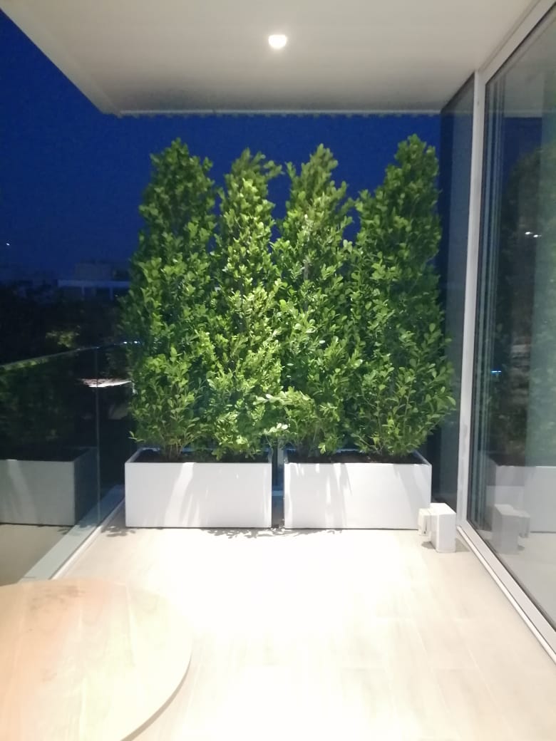 Ficus Cone in Fiber Clay Pot – Plant Studio LLC