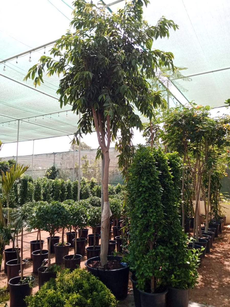 Ficus Amstel King - Extra Large – Plant Studio LLC