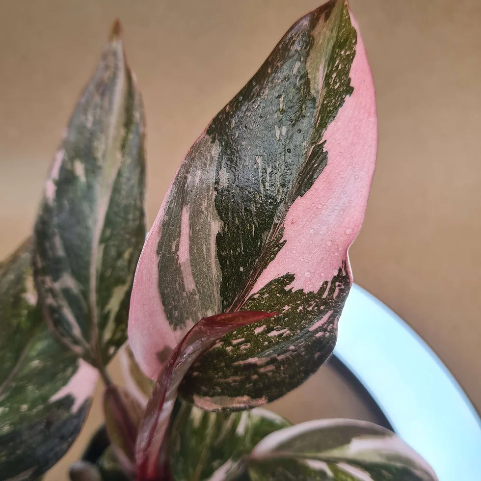 Philodendron Pink Marble – Plant Studio LLC