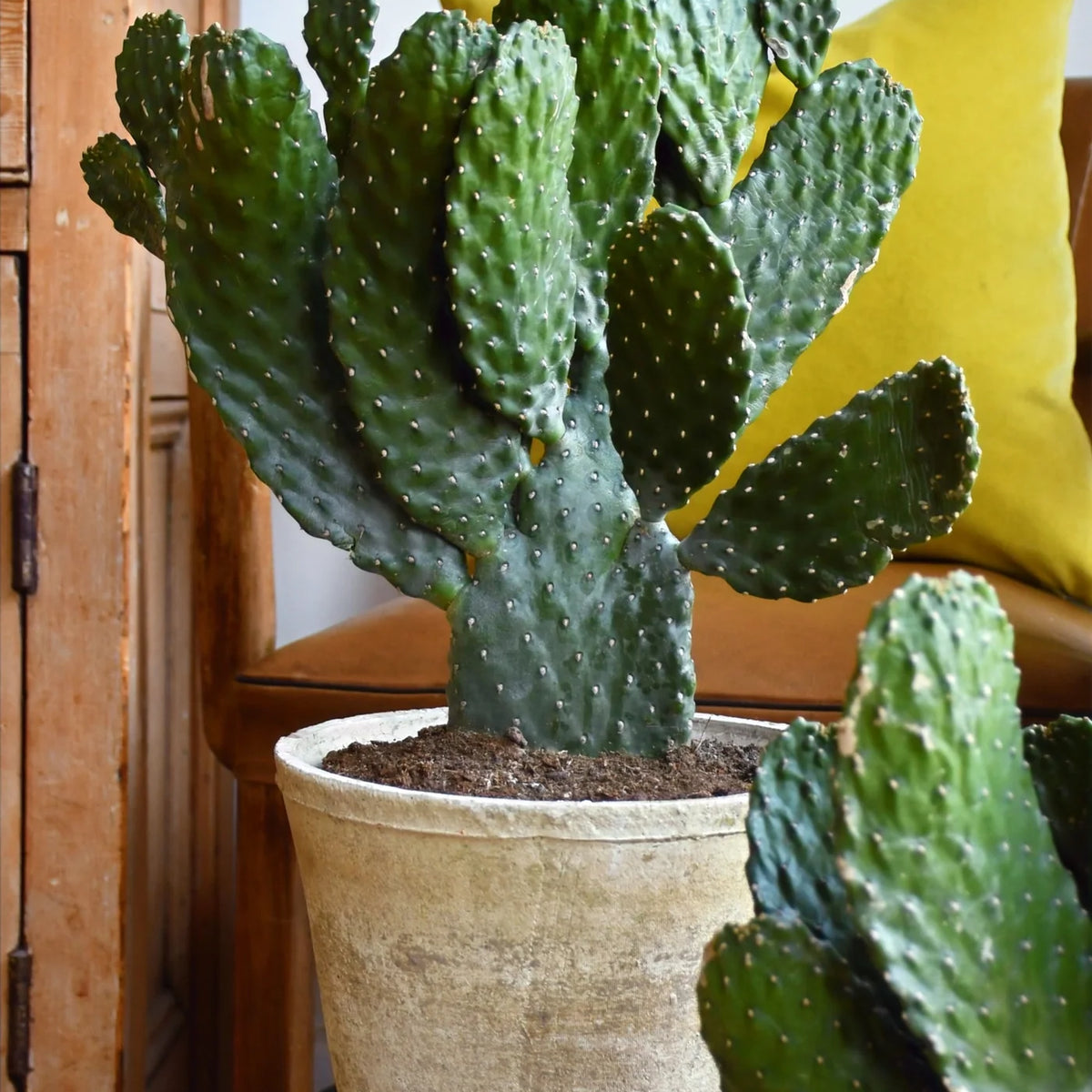 Opuntia Consolea 'RoadKill Cactus' – Plant Studio LLC
