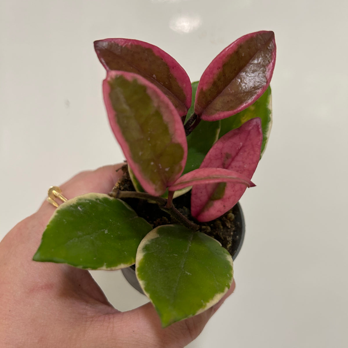 Hoya Flamingo Dream - Mini – Plant Studio LLC