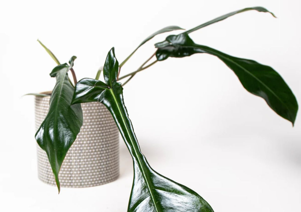 Philodendron Joepii – Plant Studio LLC