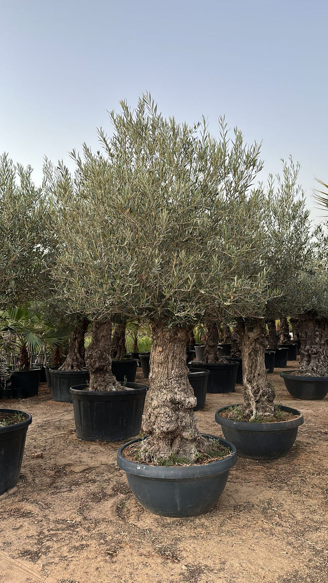 100 Year Old Olive Tree - Round | Indoor and Outdoor Plants in the UAE ...
