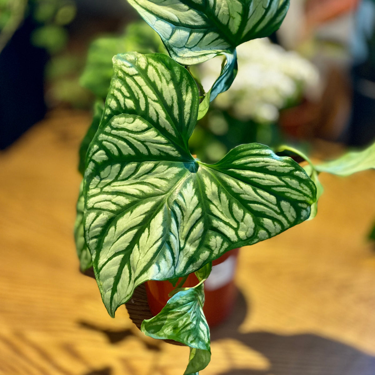 Cercestis Mirabilis – Plant Studio LLC