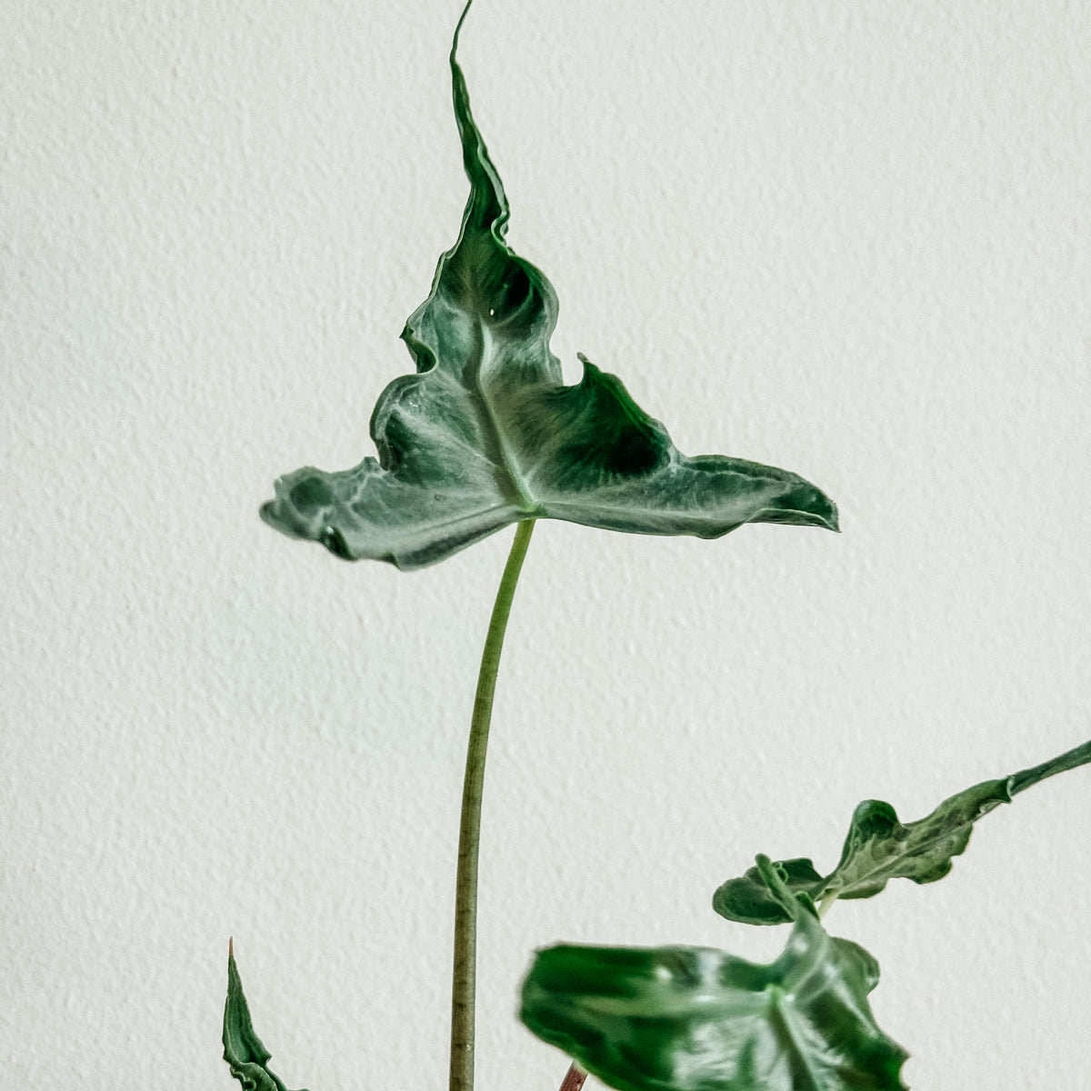 Alocasia Triangularis – Plant Studio LLC