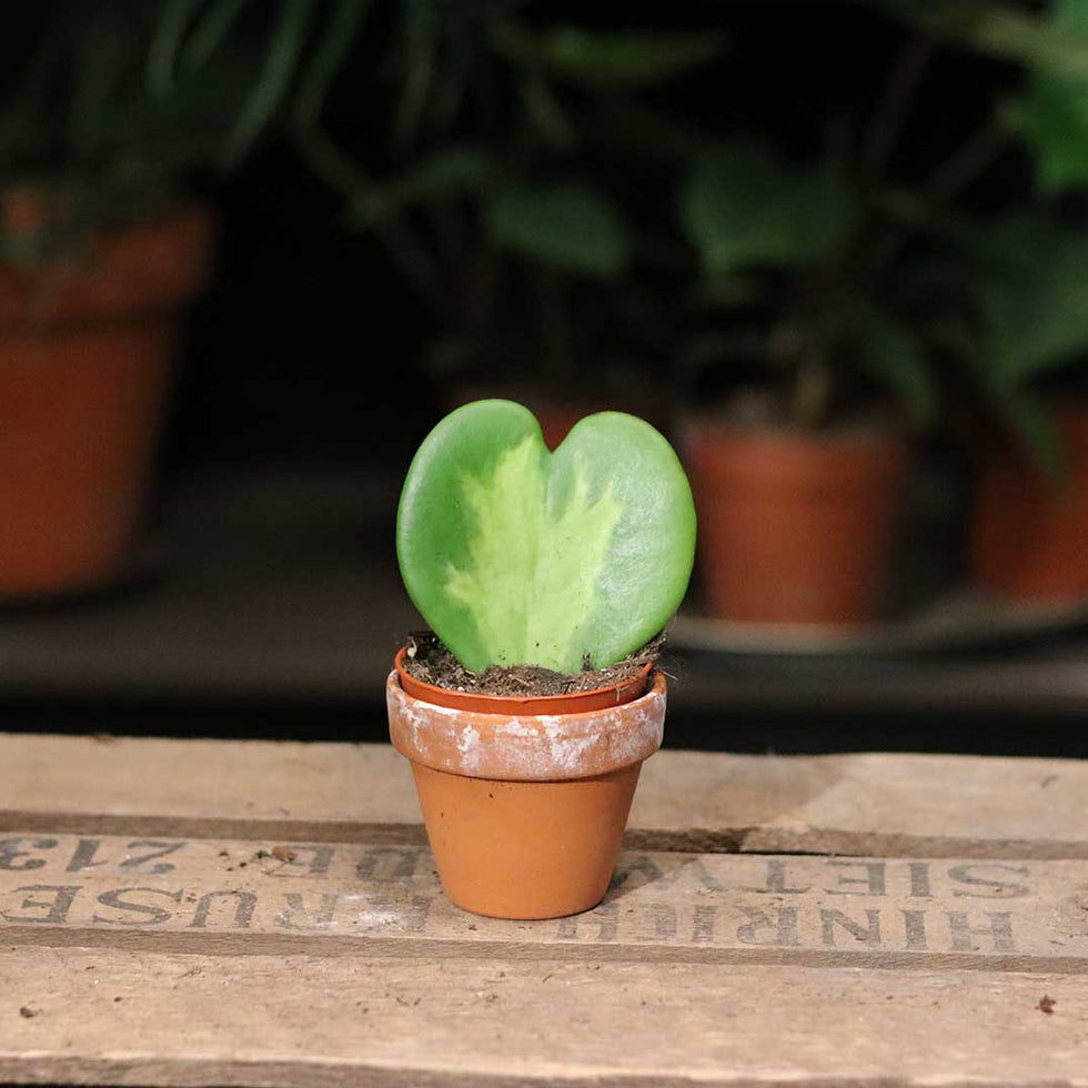 Buy Plants Online in Dubai | Indoor & Outdoor Plants and Trees in UAE ...