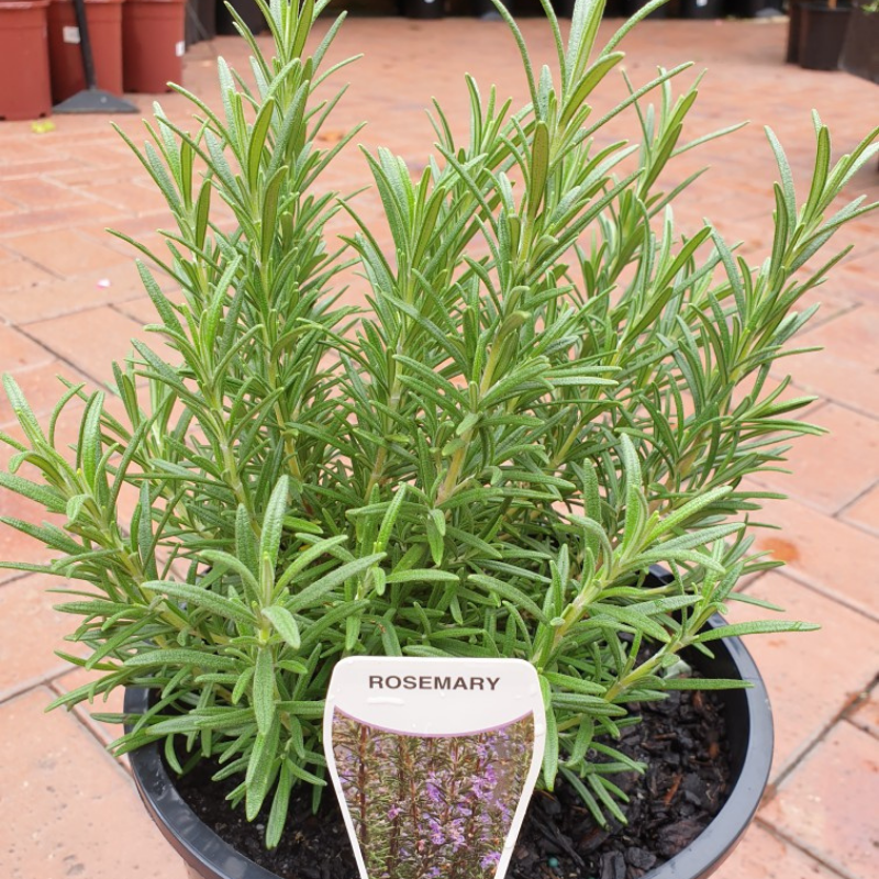 Rosemary – Plant Studio LLC | TRN 100565690300003