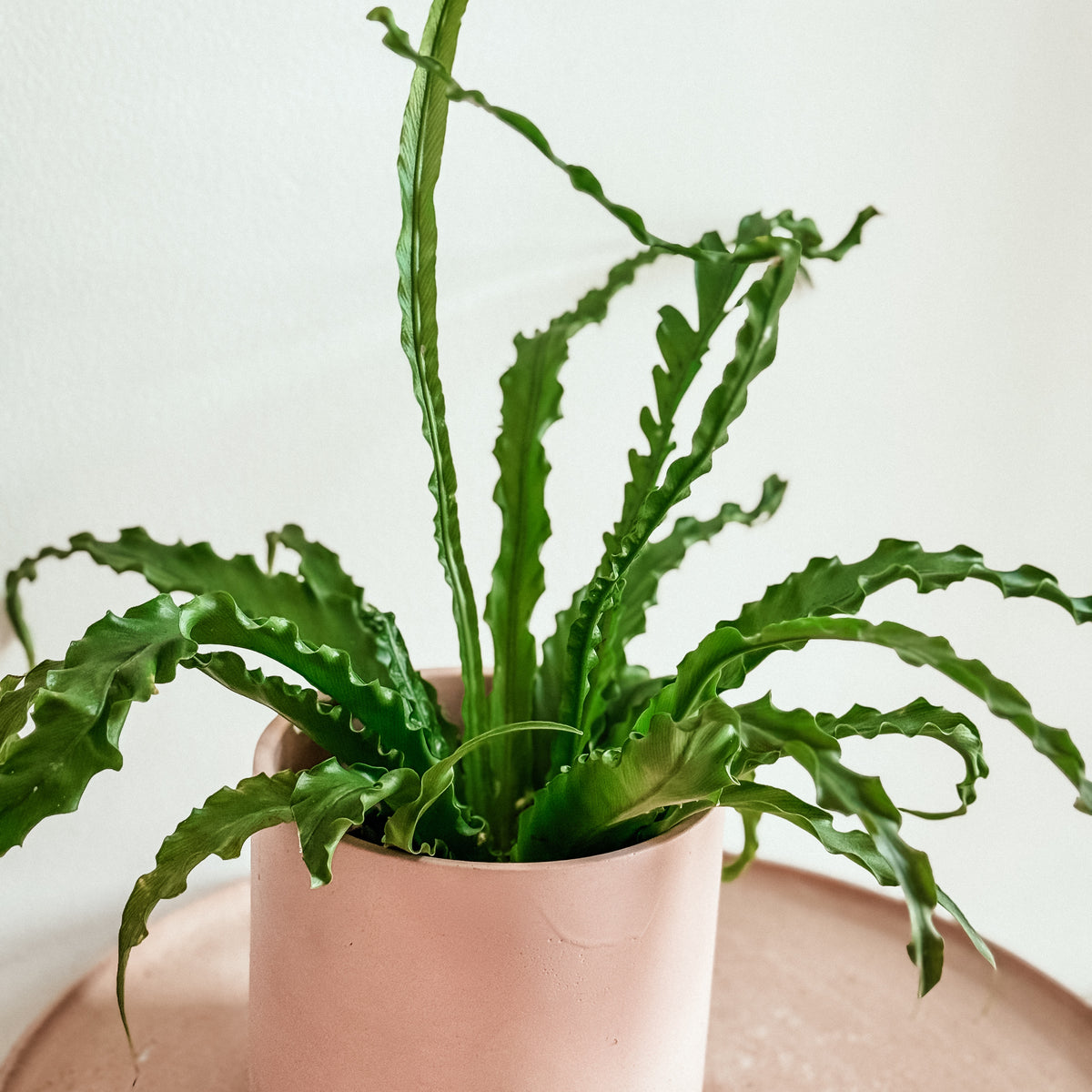 Asplenium Antiquum 'Osaka' Japanese Bird's Nest Fern – Plant Studio LLC