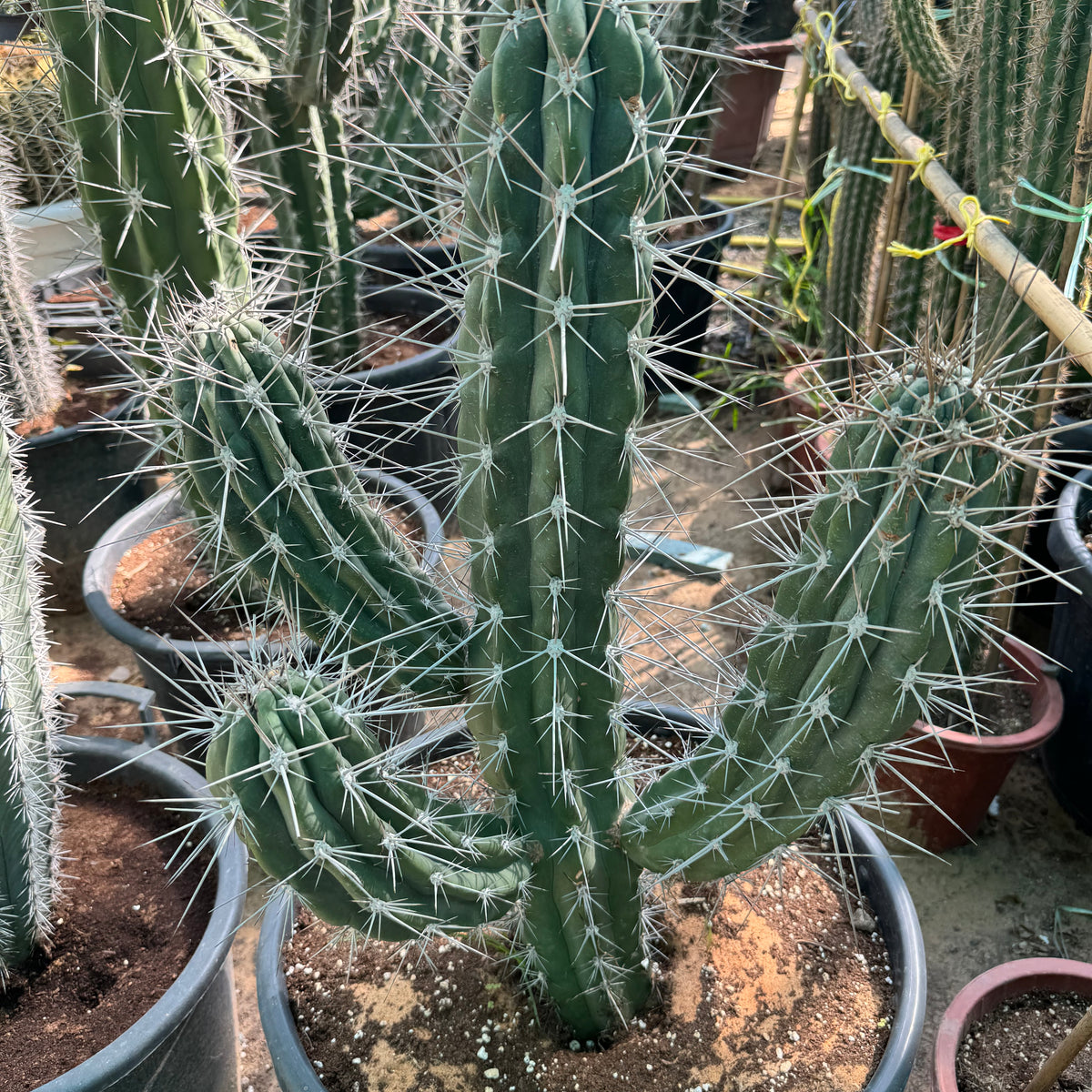 Toothpick Cactus – Plant Studio LLC