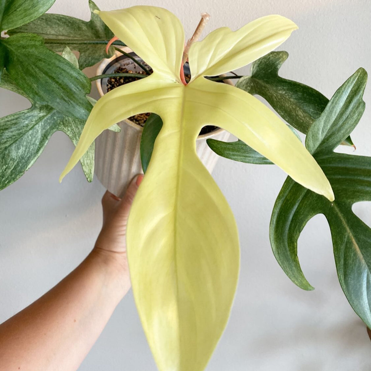 Philodendron Florida Ghost - Large – Plant Studio LLC