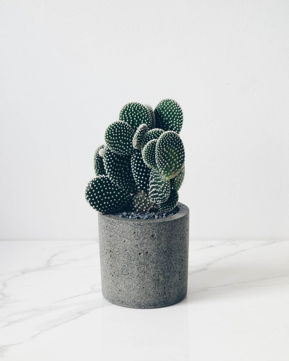 Opuntia Microdasys 'Bunny Cactus and Friends' – Plant Studio LLC