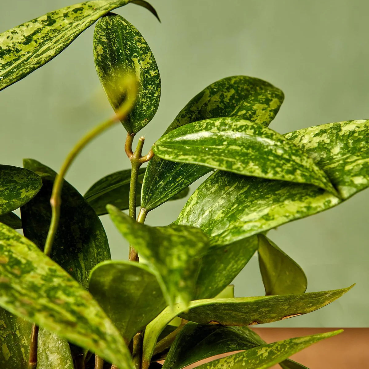 Hoya Rangsan – Plant Studio LLC