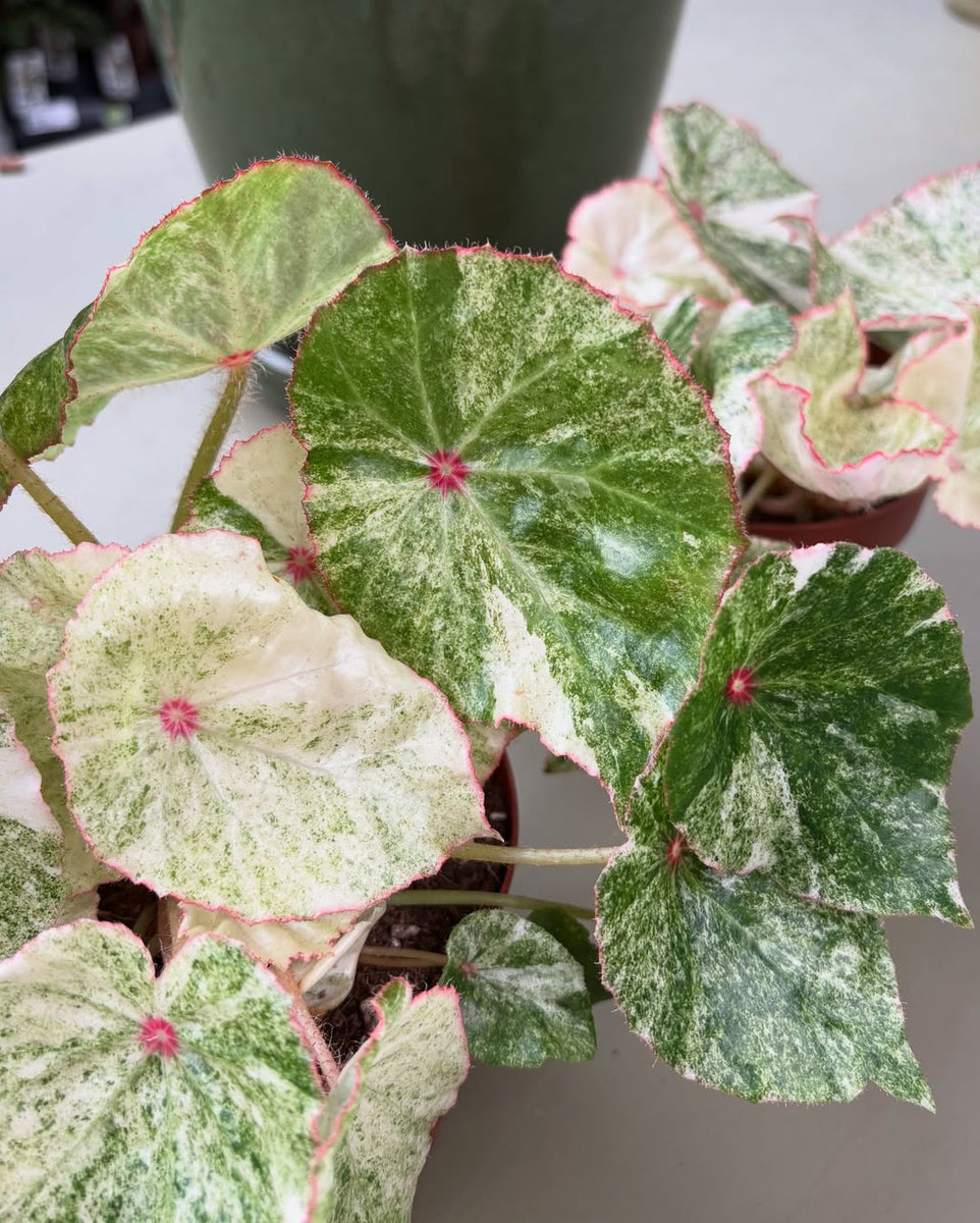 Begonia Rogue Variegated – Plant Studio LLC