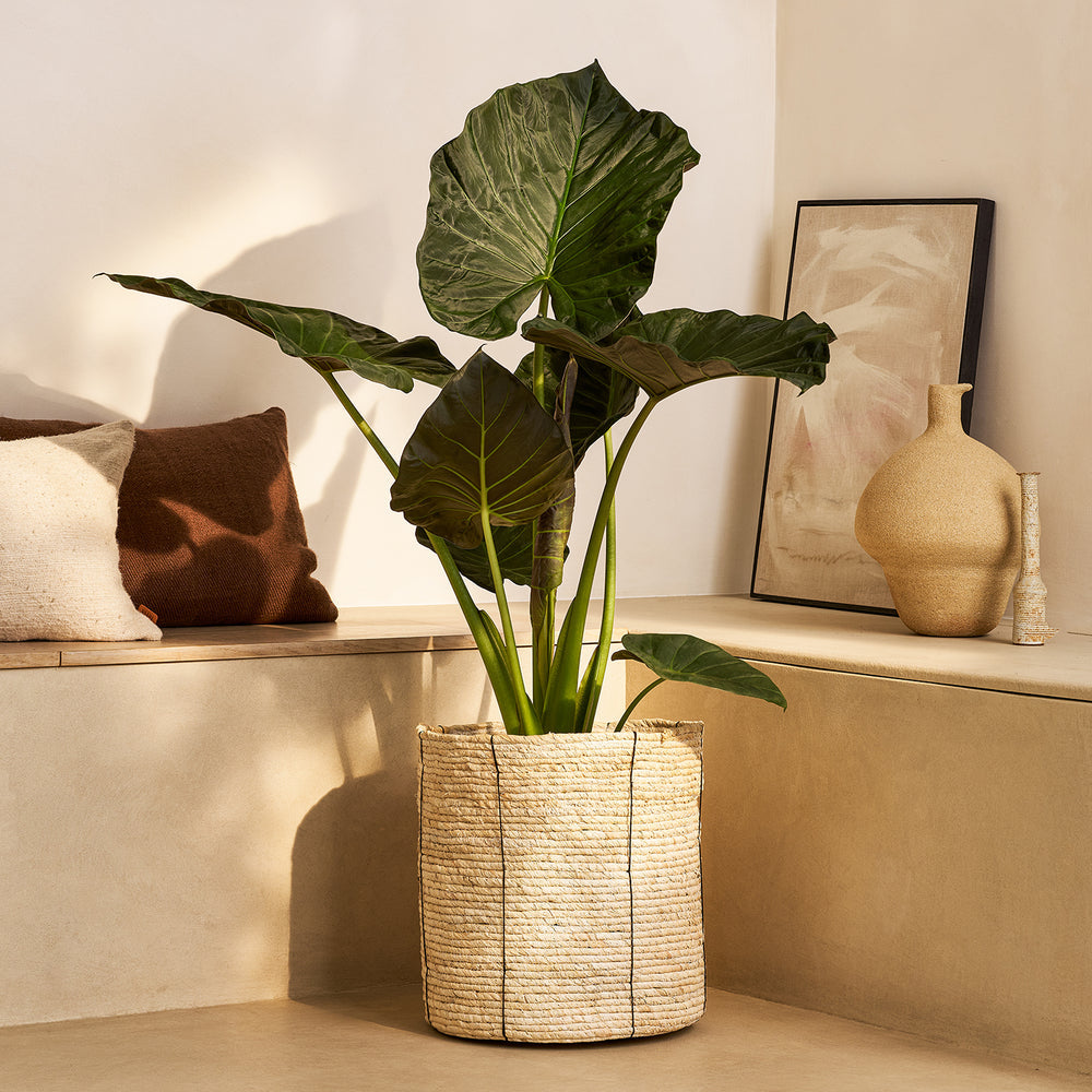 Alocasia Regal Shield 85-95cm – Plant Studio LLC