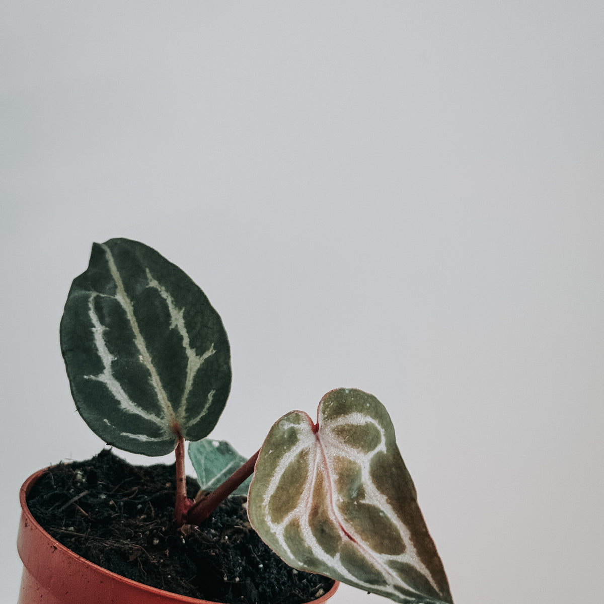 Anthurium Red Crystallinum - Mini – Plant Studio LLC