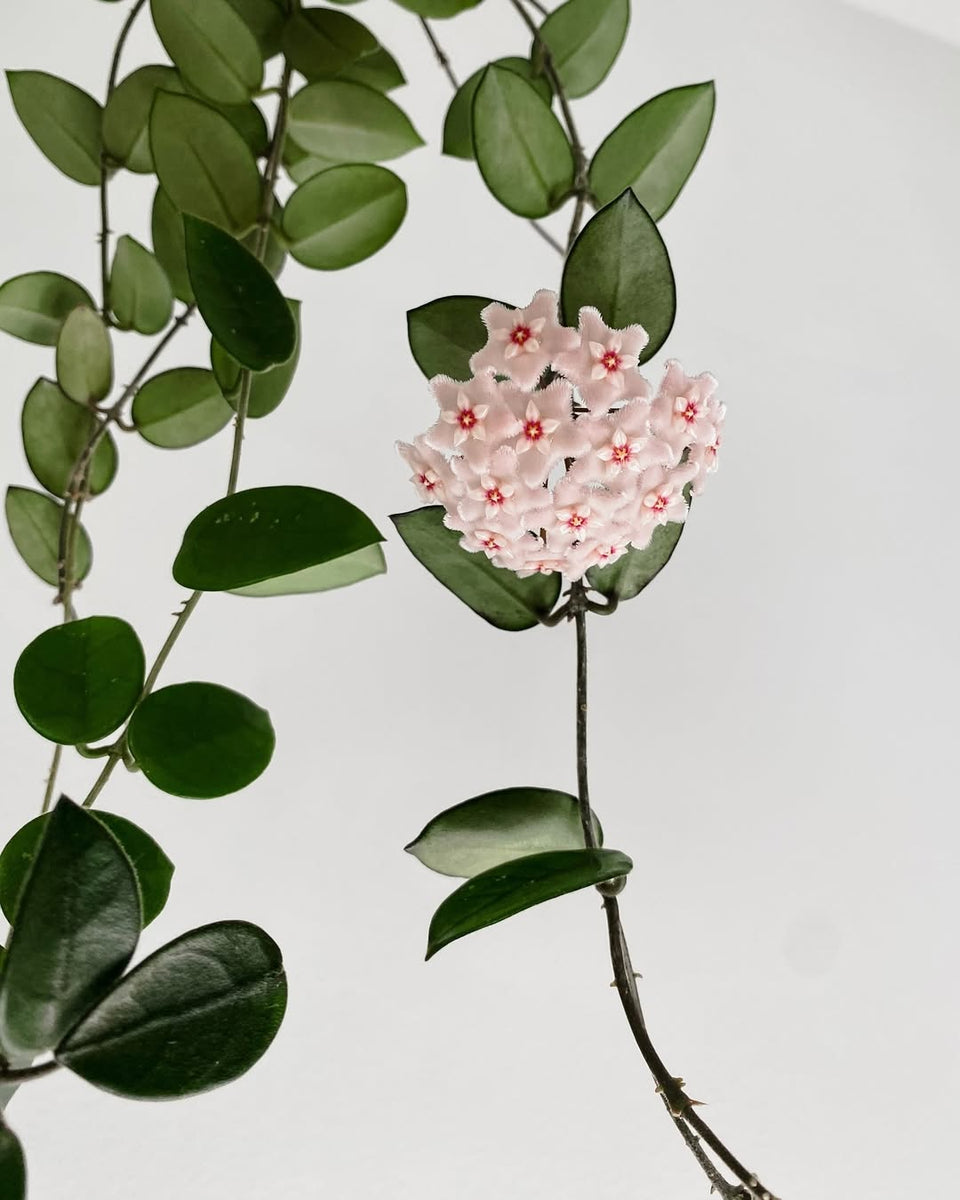Hoya Chouke – Plant Studio LLC