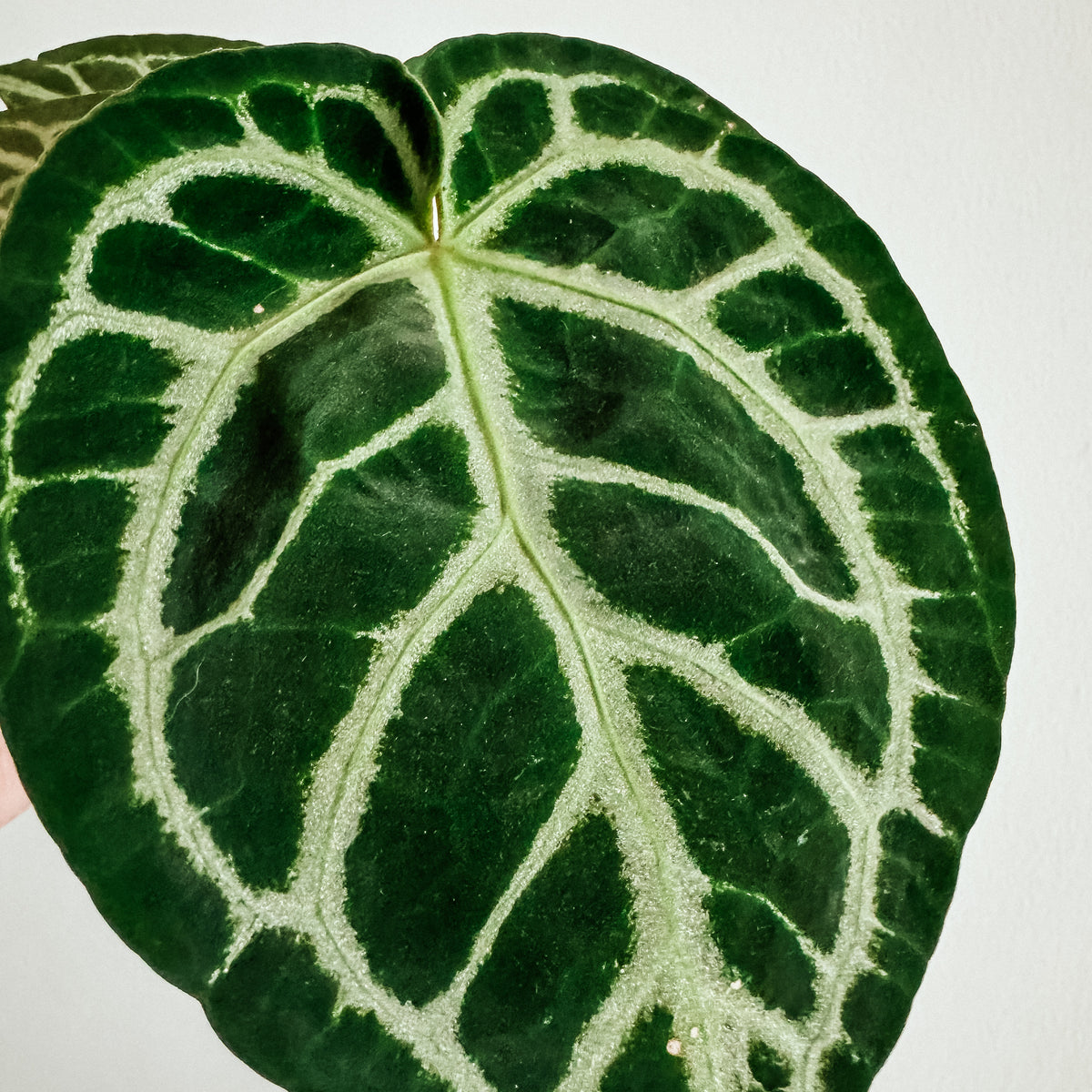 Anthurium Crystallinum – Plant Studio LLC