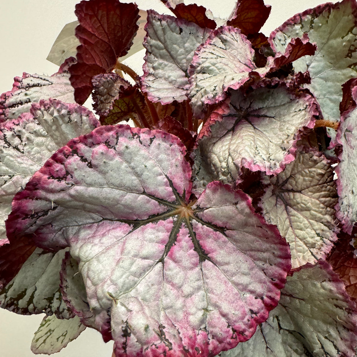 Begonia Beleaf Maori – Plant Studio LLC