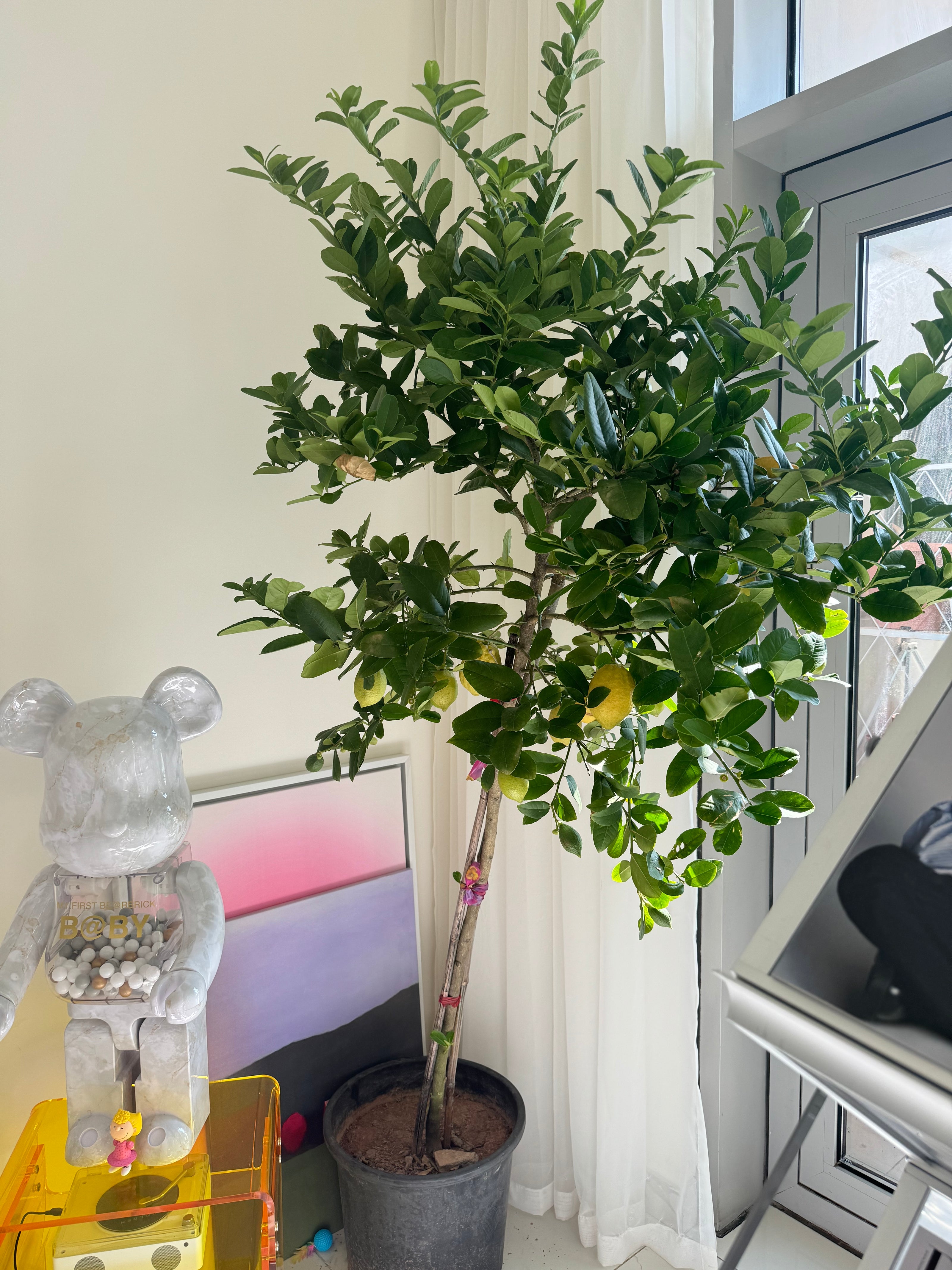 Buy Plants Online in Dubai | Indoor & Outdoor Plants and Trees in UAE ...