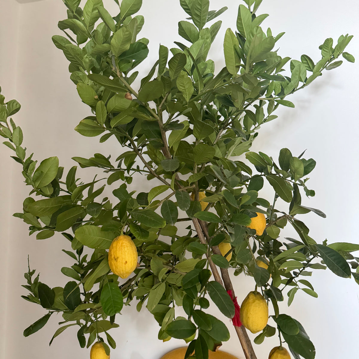 Lemon Tree – Plant Studio LLC