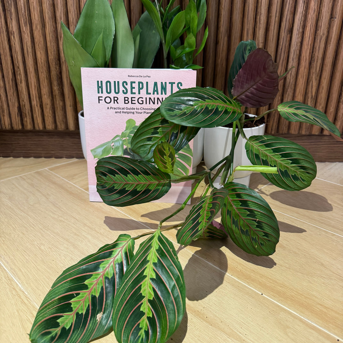 Houseplants for Beginners Bundle - Plants and Book – Plant Studio LLC