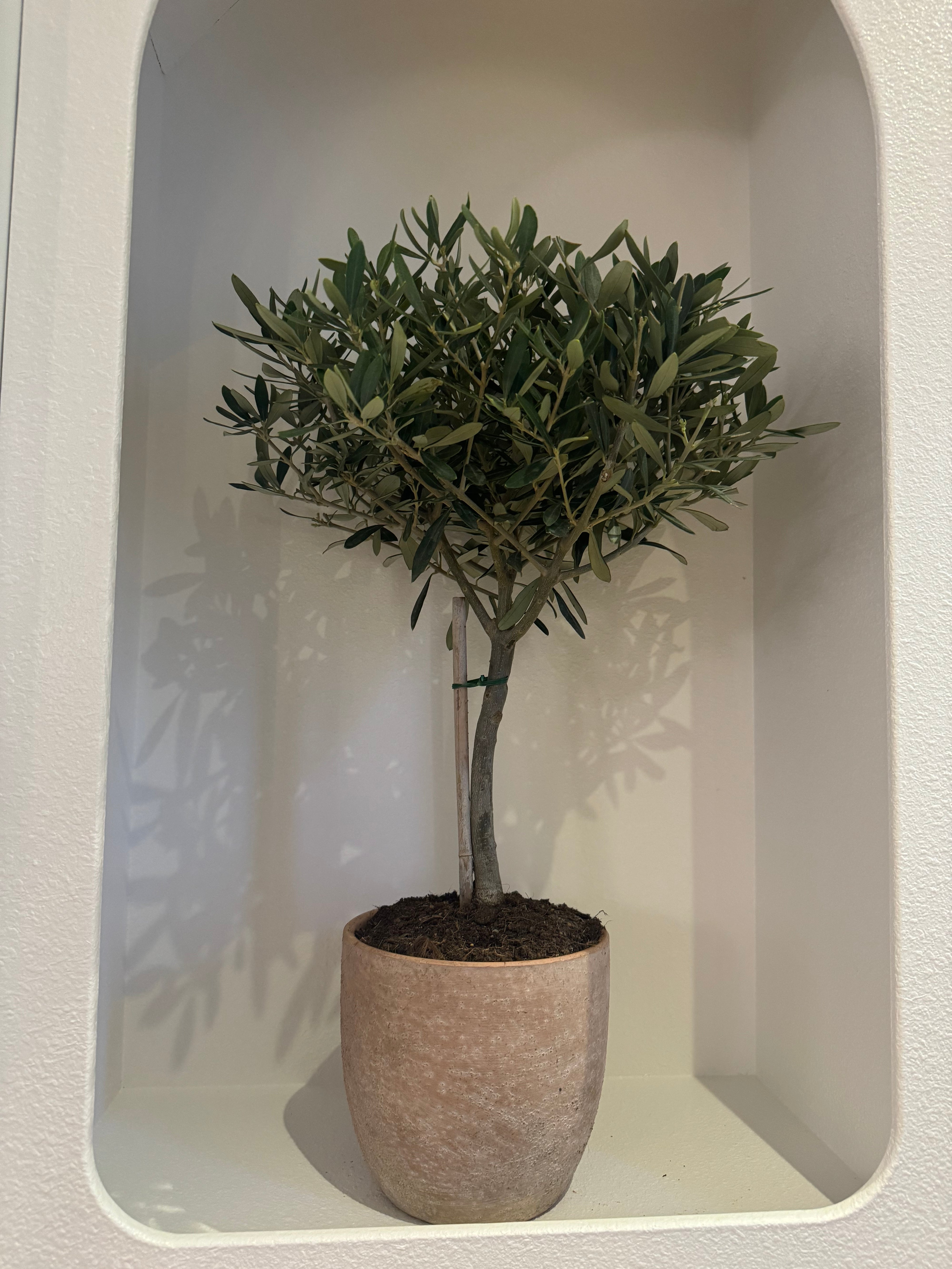 Spanish Olive Tree Dwarf – Plant Studio LLC